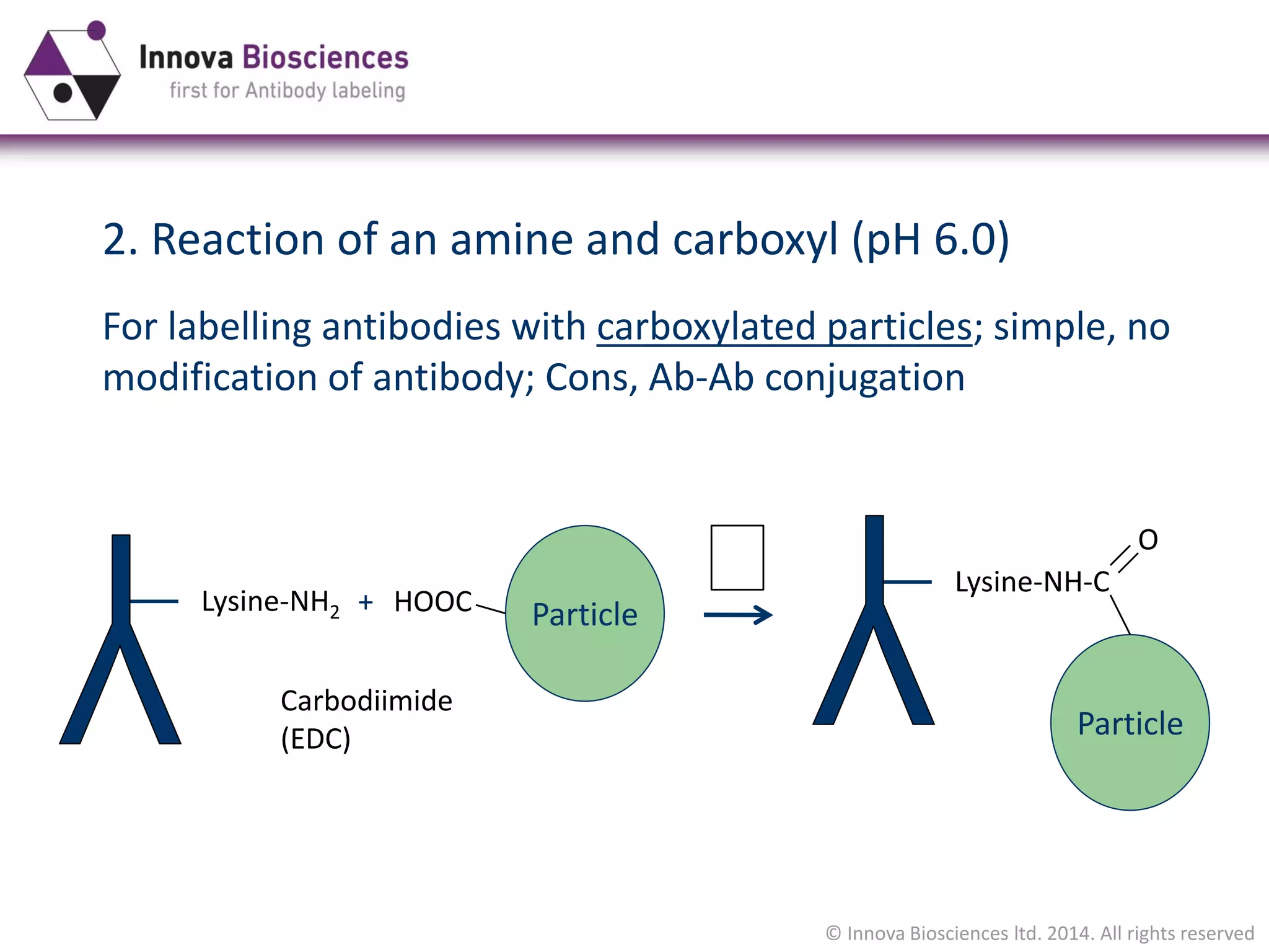 11 methods of antibody conjugation | PDF