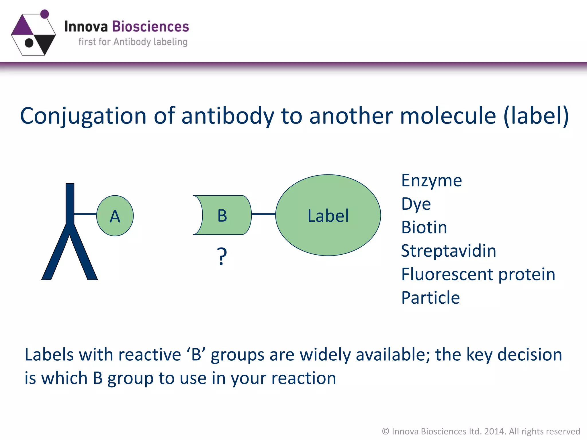 11 methods of antibody conjugation | PDF