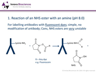 11 methods of antibody conjugation | PDF