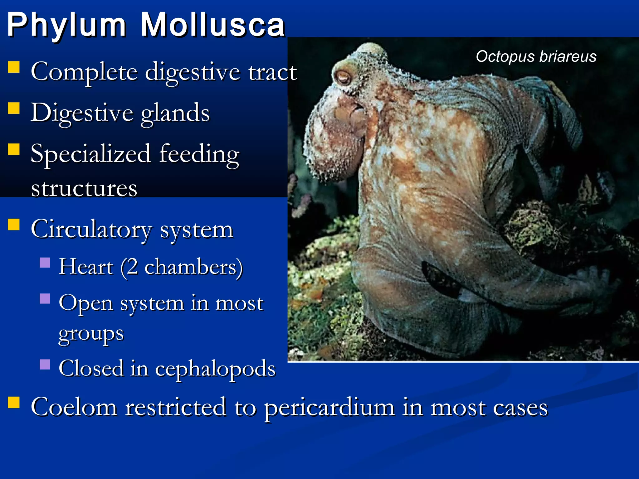 Phylum mollusca | PPT