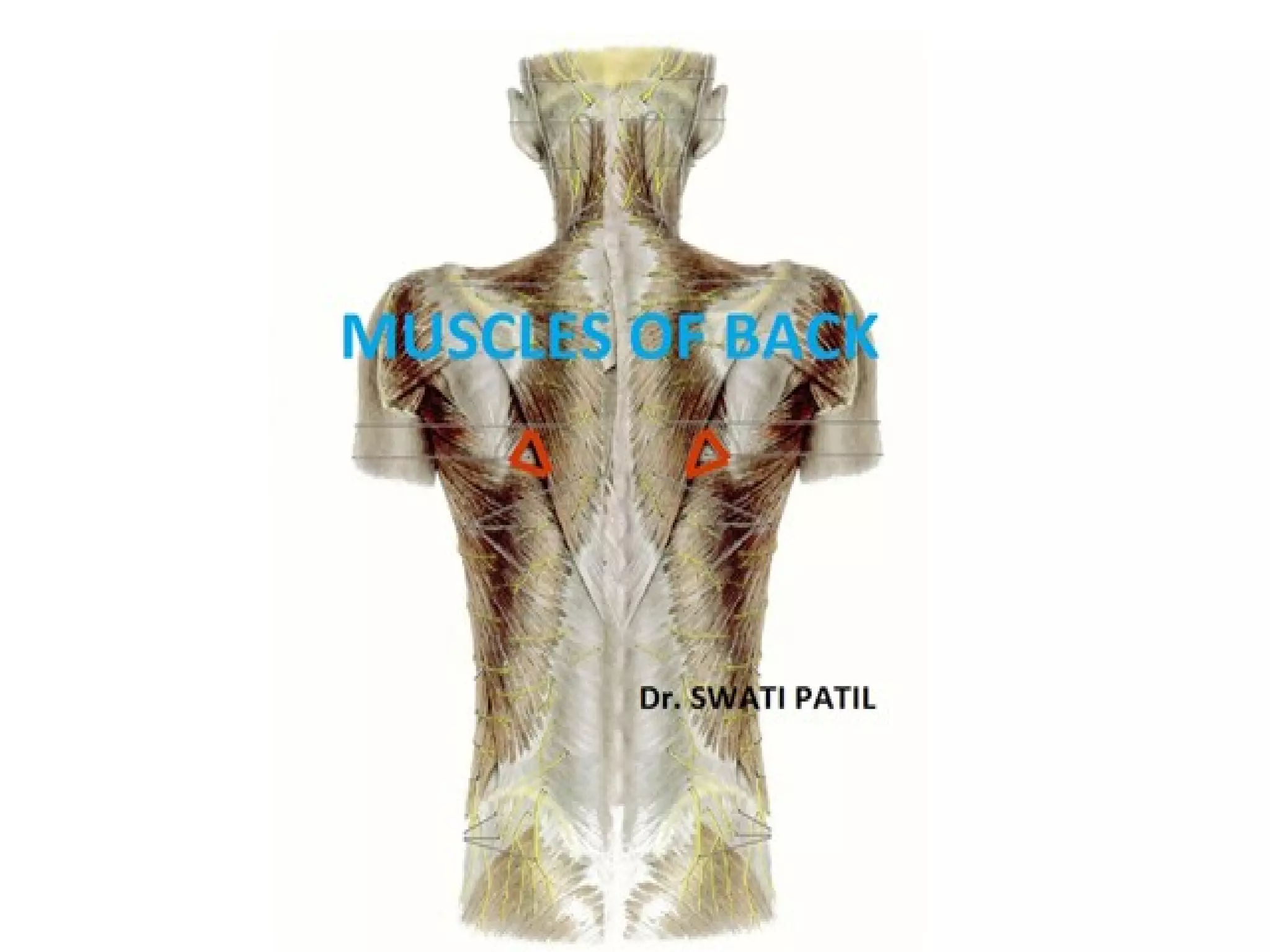 11 muscles of back dr swati | PPT