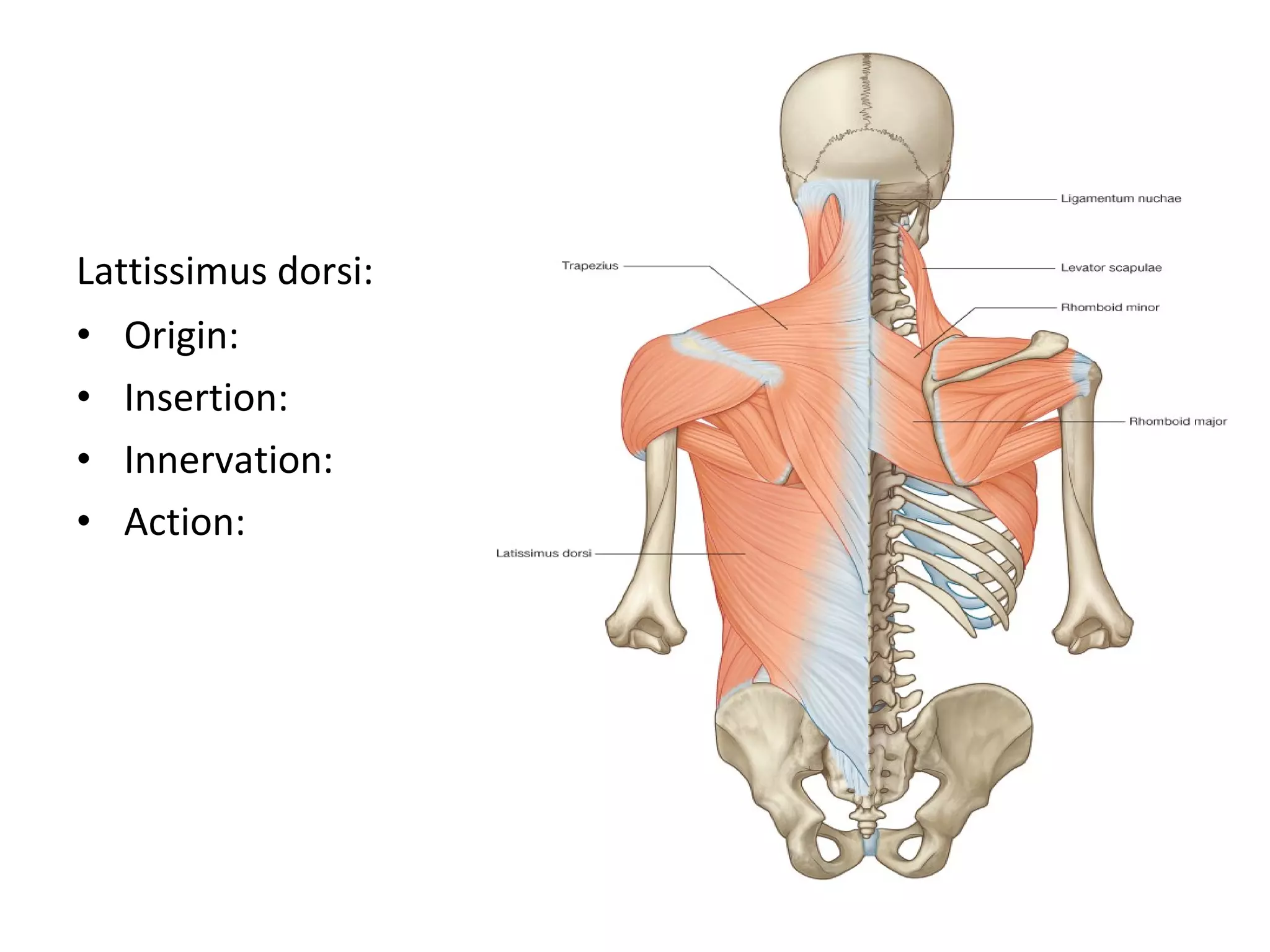11 muscles of back dr swati | PPT