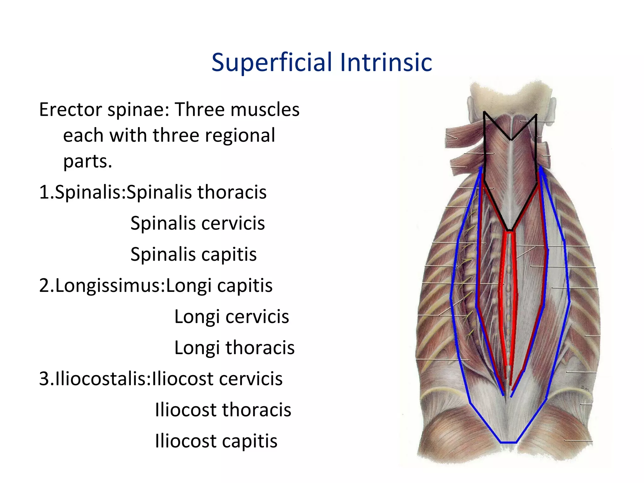11 muscles of back dr swati | PPT