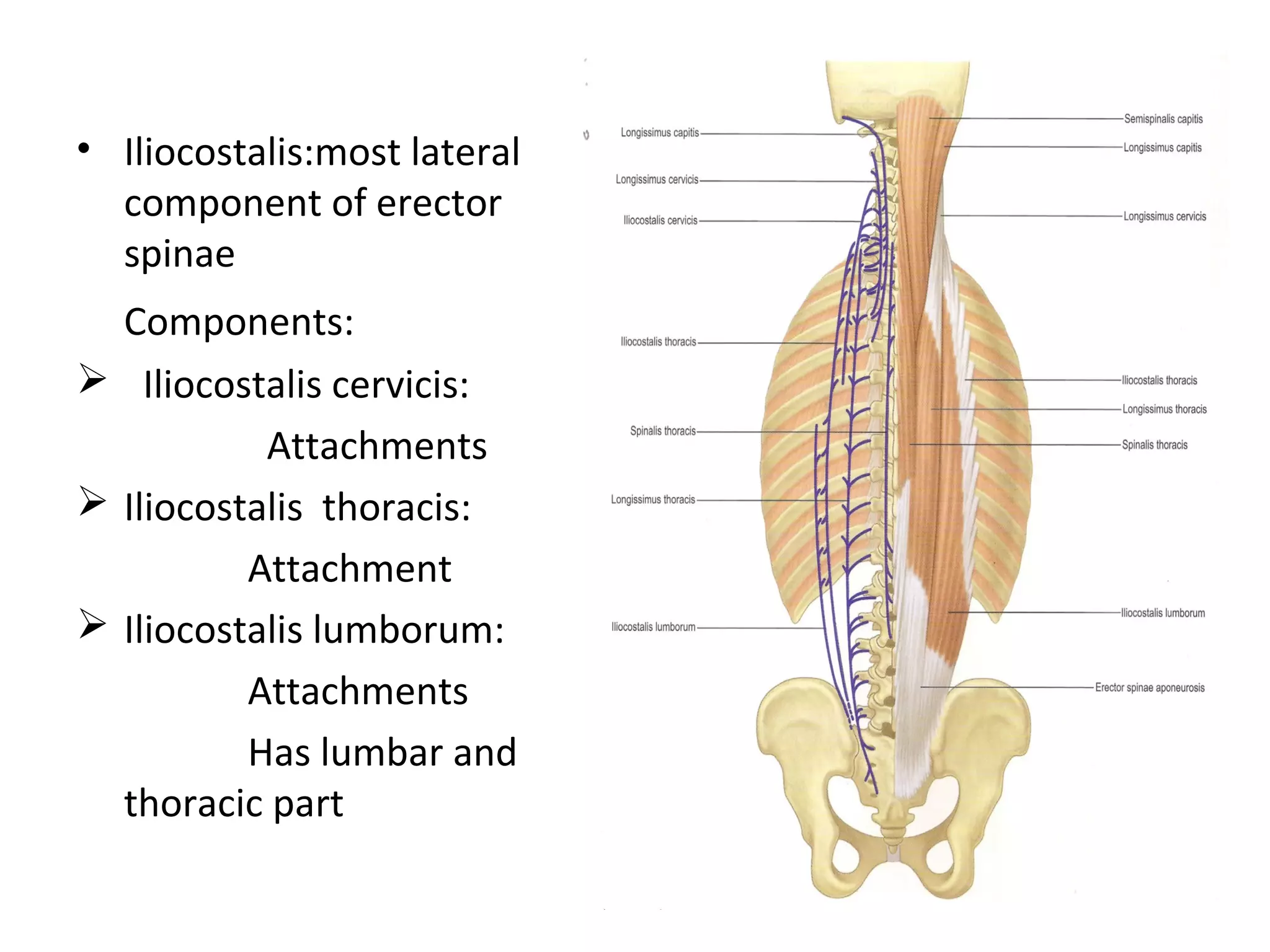 11 muscles of back dr swati | PPT