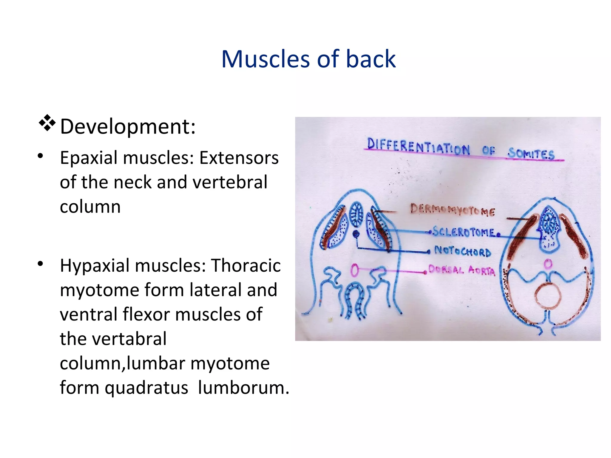 11 muscles of back dr swati | PPT