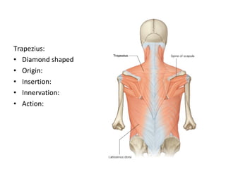 11 muscles of back dr swati | PPT