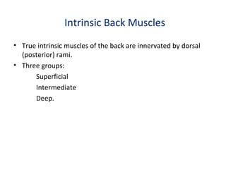 11 muscles of back dr swati | PPT