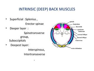 11 muscles of back dr swati | PPT