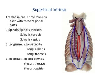 11 muscles of back dr swati | PPT