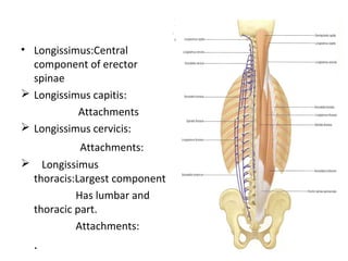 11 muscles of back dr swati | PPT
