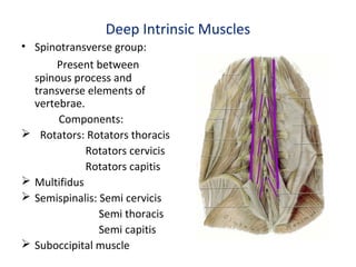11 muscles of back dr swati | PPT