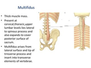 Multifidus Origin And Insertion