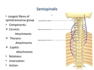 11 muscles of back dr swati | PPT | Death, Injury, or Military Conflict ...