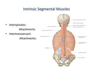 11 muscles of back dr swati | PPT