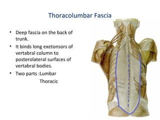 11 muscles of back dr swati | PPT