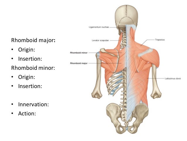 11 muscles of back dr swati
