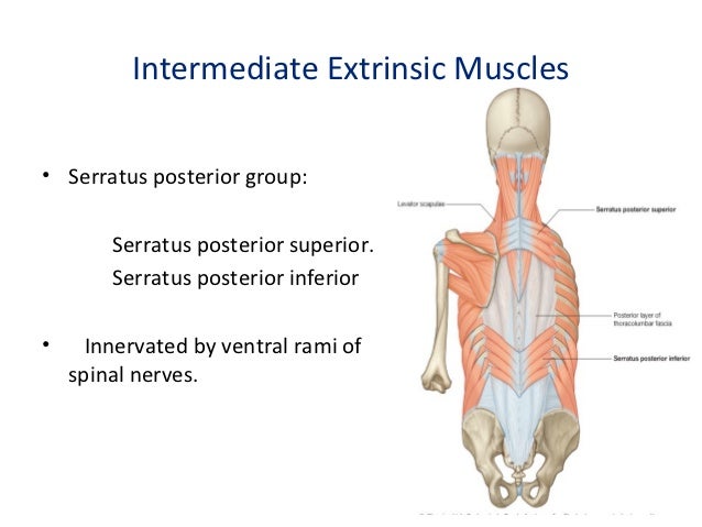 11 muscles of back dr swati