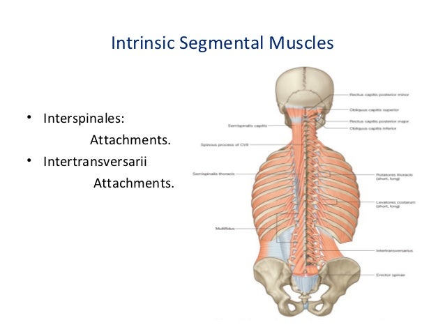 11 muscles of back dr swati