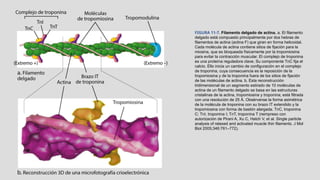 Fisiología del Músculo Presentación Fisiología | PPTX