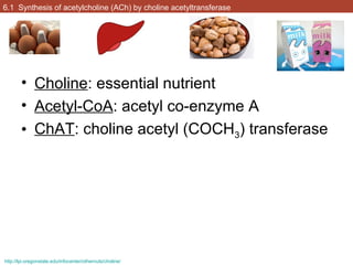 Neuropharmacology: Acetylcholine & Alzheimer's | PPT