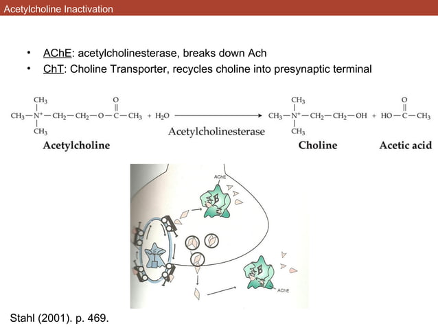 Neuropharmacology: Acetylcholine & Alzheimer's | PPT