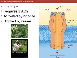 Neuropharmacology: Acetylcholine & Alzheimer's | PPT