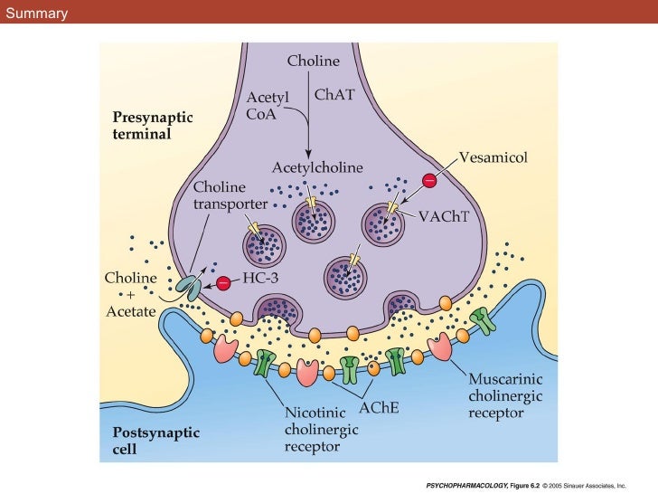 Neuropharmacology: Acetylcholine & Alzheimer's