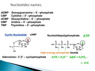 11 nuclear acids | PPT