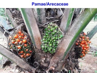 Oil palm.pptx
