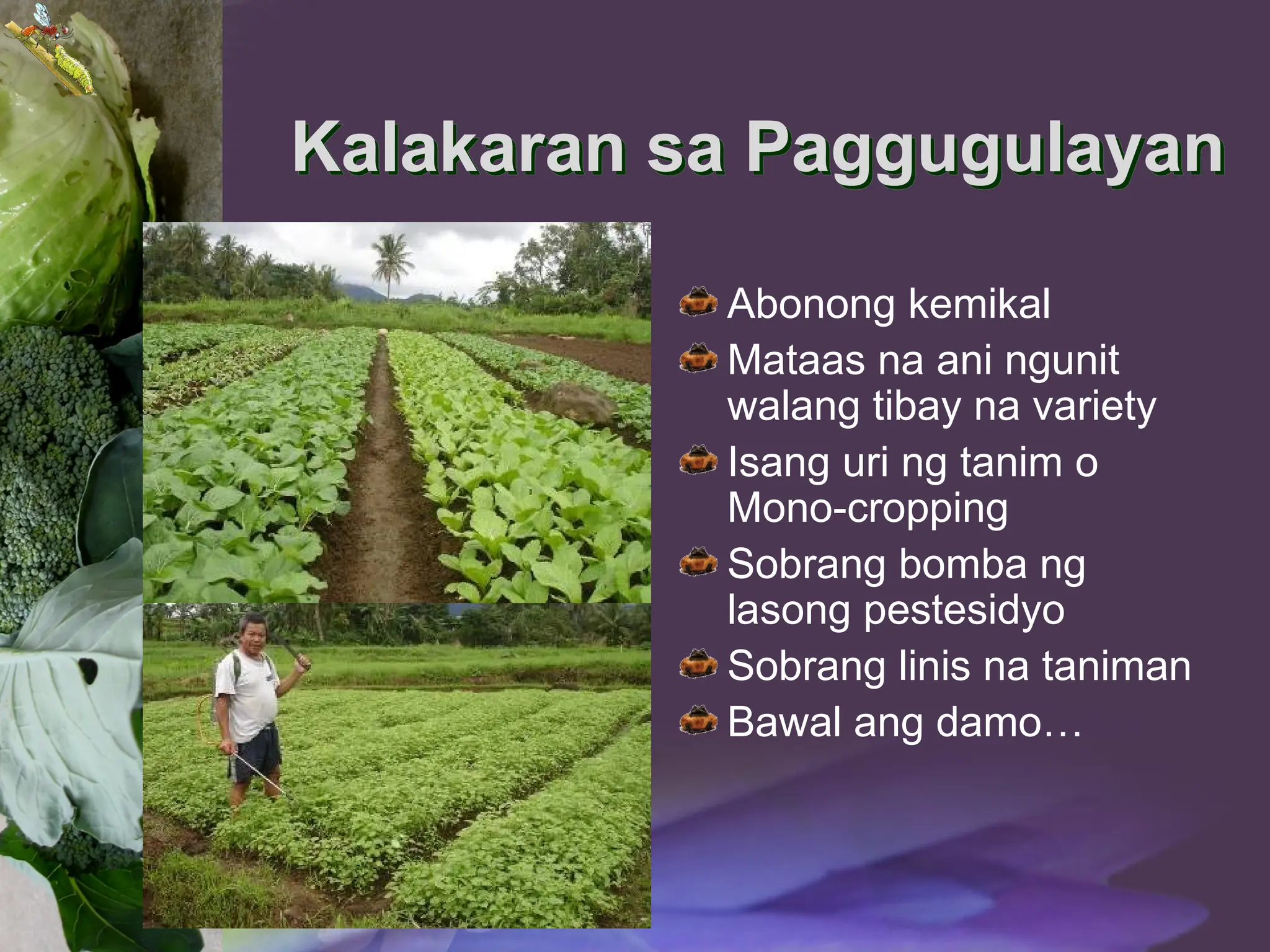 Pangangalaga Laban Sa Peste ng mga tanim.ppt