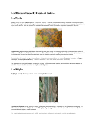 Agricultural plant diseases and their classification | PDF