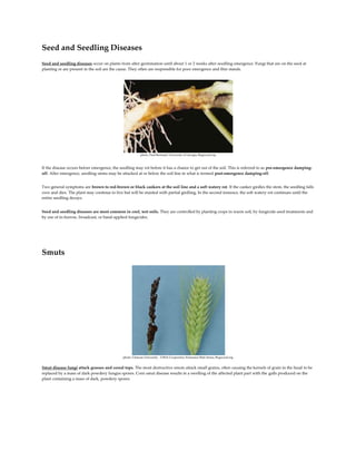 Agricultural plant diseases and their classification | PDF