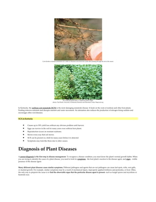 Agricultural plant diseases and their classification | PDF