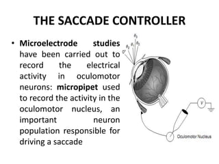 11_physiologicalmodeling.ppt