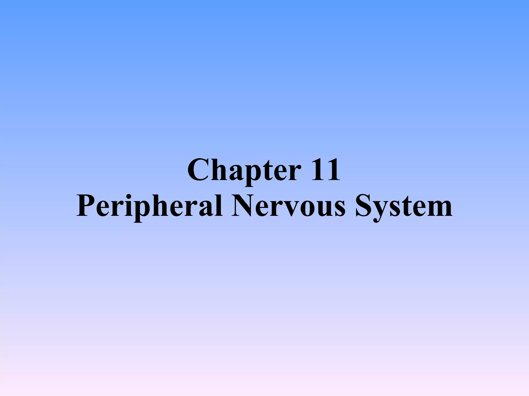 11 Peripheral Nervous System | PPT