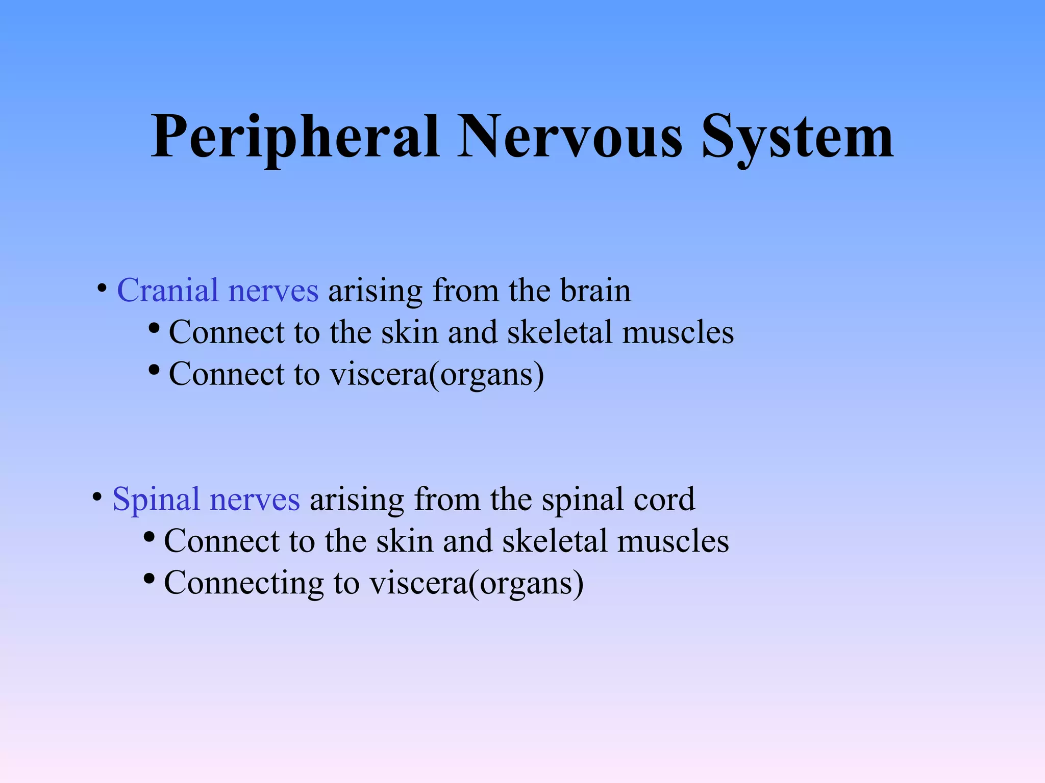 11 Peripheral Nervous System | PPT