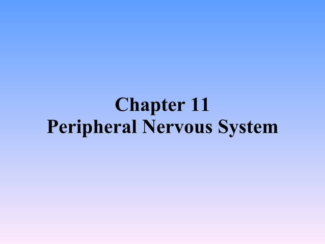11 Peripheral Nervous System | PPT