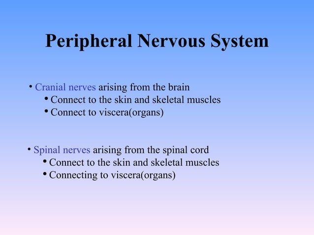 11 Peripheral Nervous System | PPT