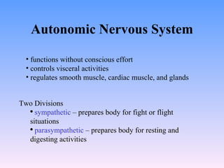 11 Peripheral Nervous System | PPT