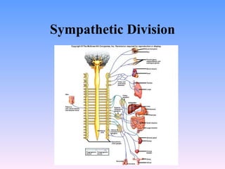 11 Peripheral Nervous System | PPT