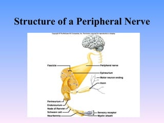 11 Peripheral Nervous System | PPT