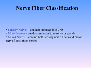 11 Peripheral Nervous System | PPT
