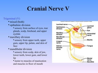 11 Peripheral Nervous System | PPT