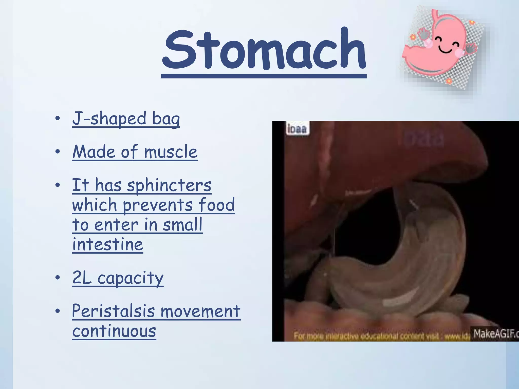 human digestive system ppt powerpoint presentation (19 slides) /In ...