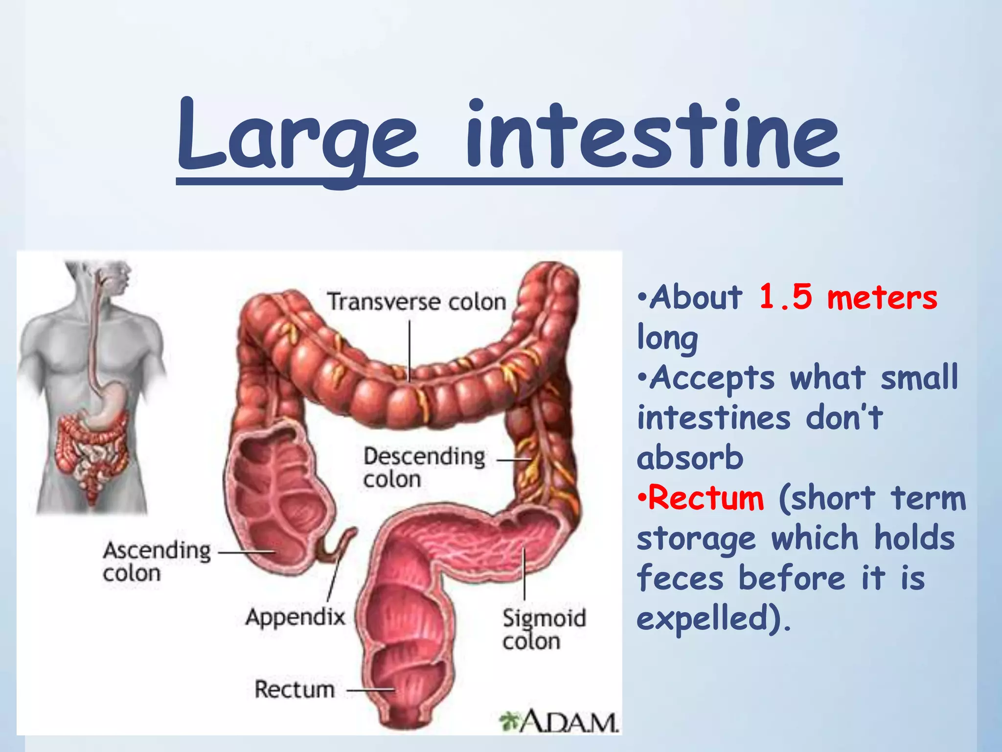 human digestive system ppt powerpoint presentation (19 slides) /In ...