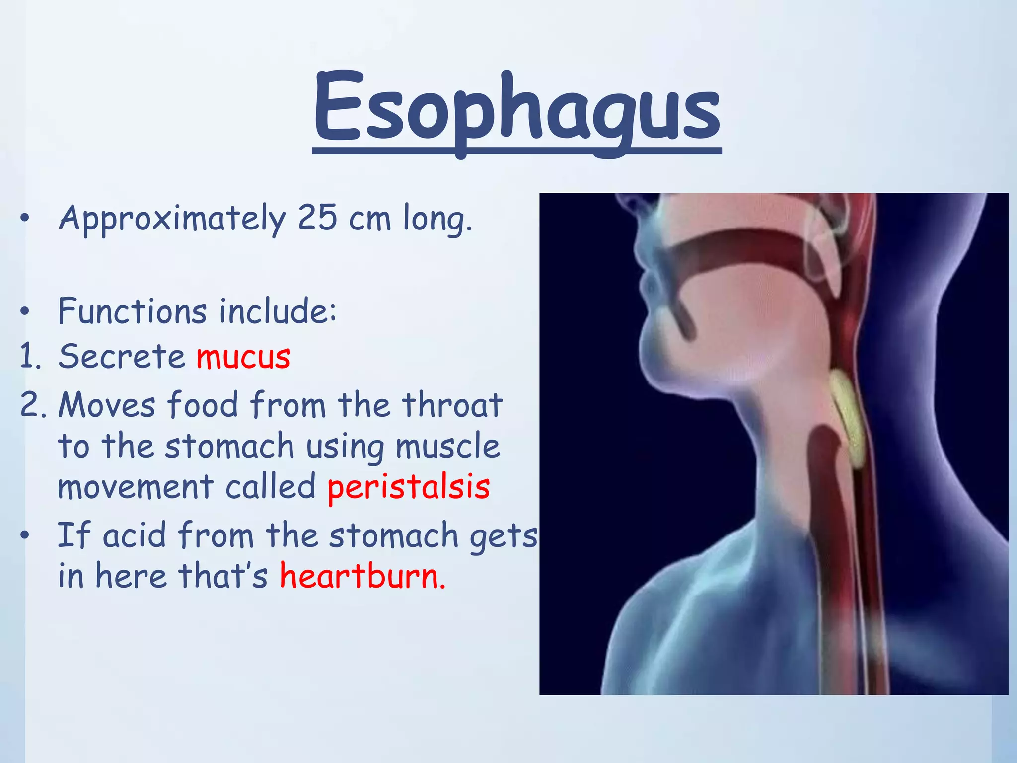 human digestive system ppt powerpoint presentation (19 slides) /In ...