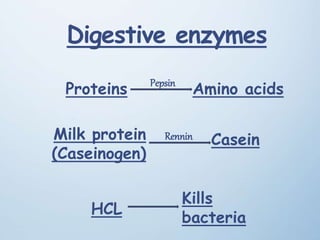 human digestive system ppt powerpoint presentation (19 slides) /In ...