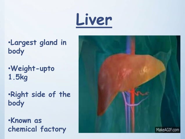 human digestive system ppt powerpoint presentation (19 slides) /In ...