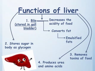 human digestive system ppt powerpoint presentation (19 slides) /In ...