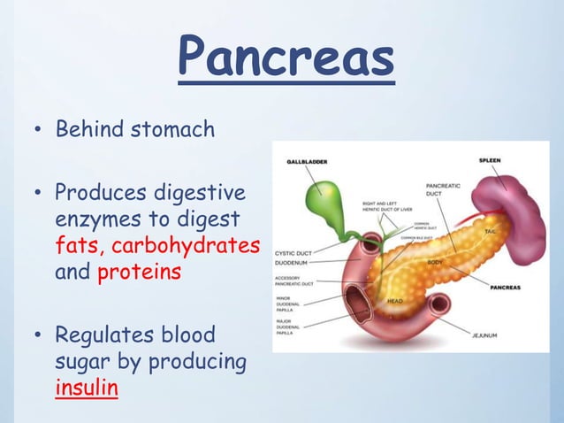 human digestive system ppt powerpoint presentation (19 slides) /In ...